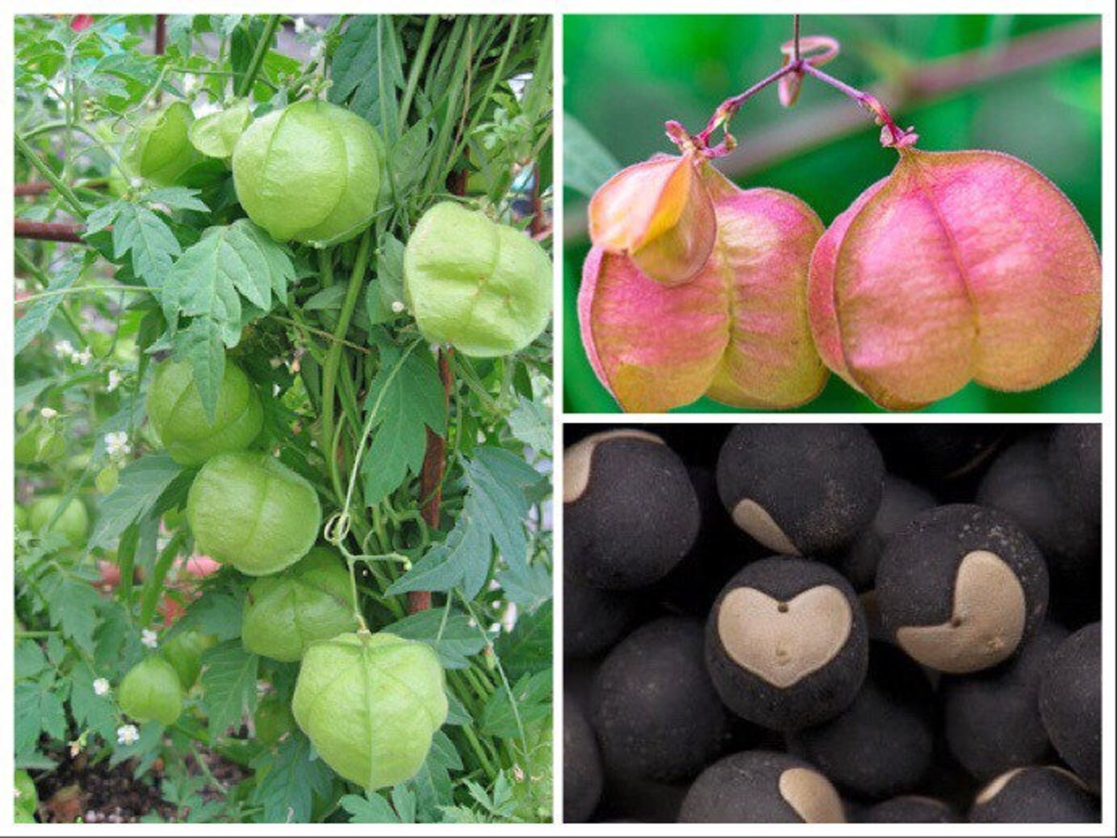Cardiospermum halicacabum - Love Puff Heart Vine - Quinta dos Ouriques