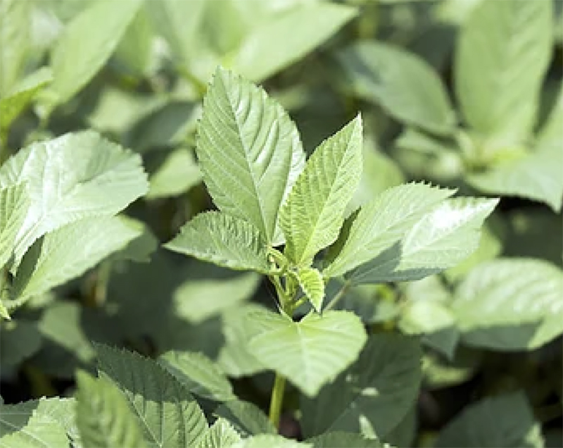 Corchorus capsularis - White Jute - Quinta dos Ouriques