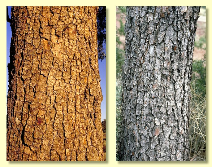 Eucalyptus terminalis / Corymbia terminalis - Tjuta, Joolta, Bloodwood ...