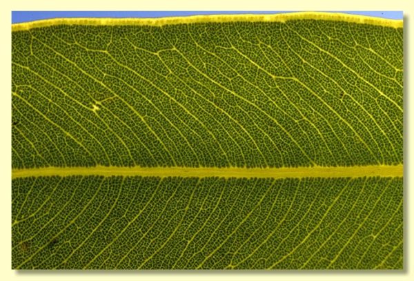 Eucalyptus terminalis / Corymbia terminalis - Tjuta, Joolta, Bloodwood ...