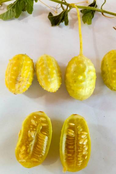 Cucumis anguria - Burr Cucumber, maroon cucumber - Quinta dos Ouriques