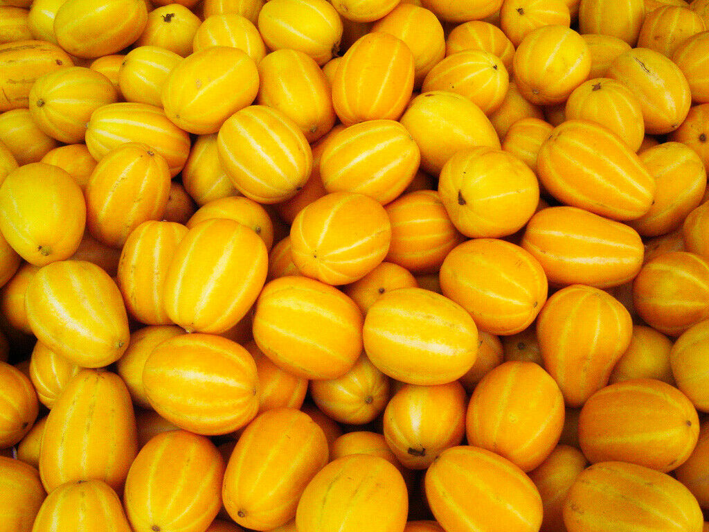 Cucumis Melo Para Que Serve - FDPLEARN