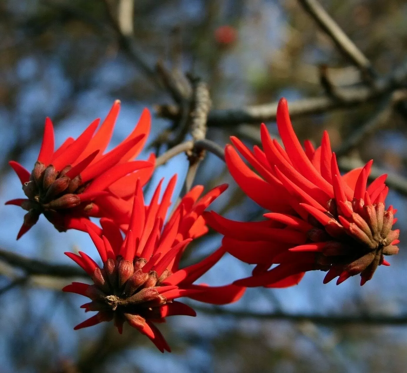 Erythrina lysistemon - Common Coral Tree - Quinta dos Ouriques