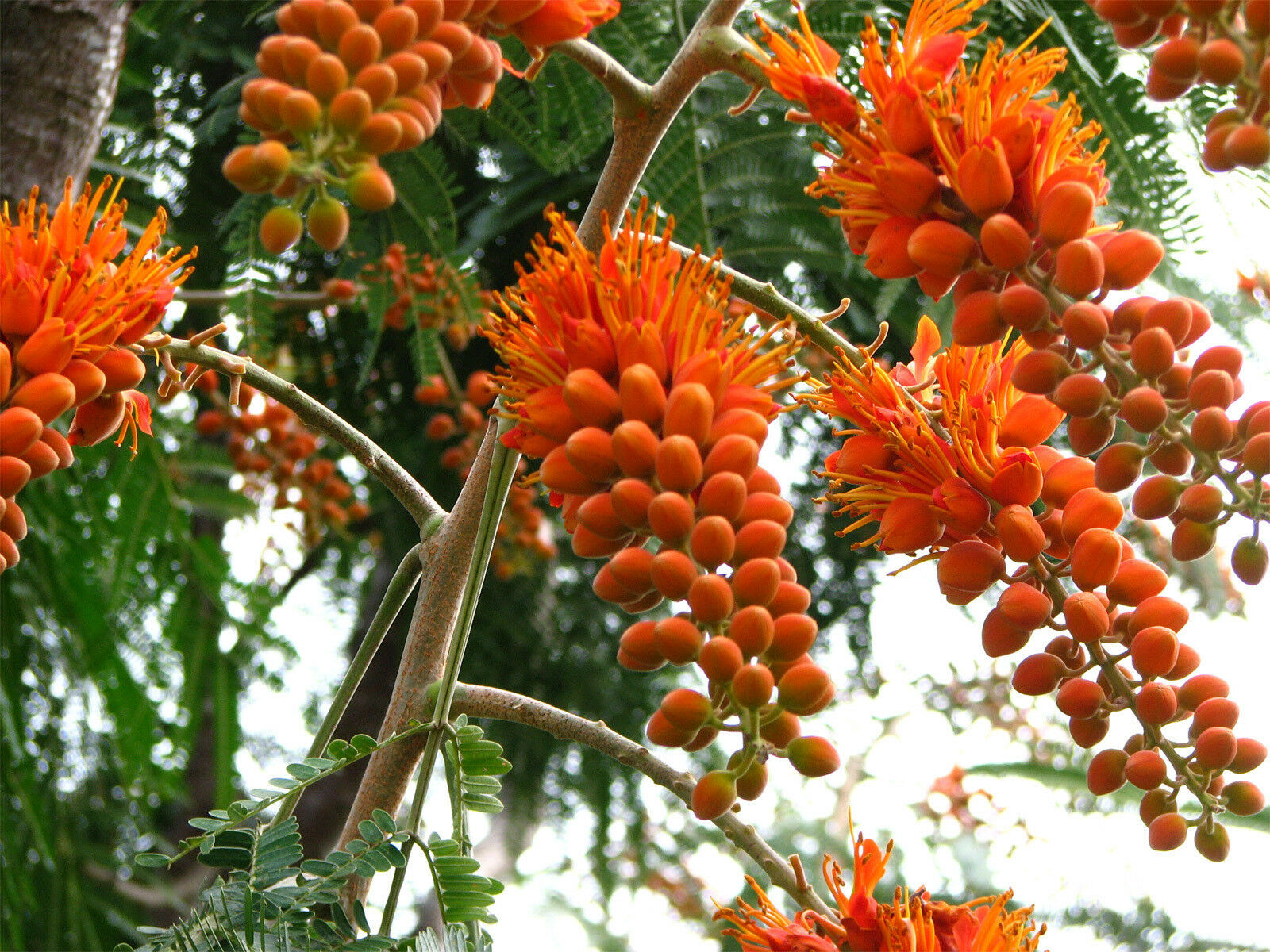 Colvillea racemosa - glorious tree, flower of paradise - Quinta dos ...