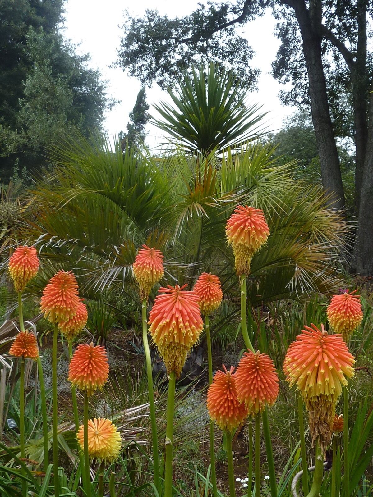 Kniphofia rooperi - East Cape Poker - Quinta dos Ouriques