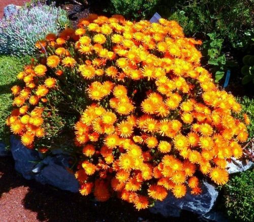 Lampranthus aureus - Orange ice plant, Golden ice plant - Quinta dos ...