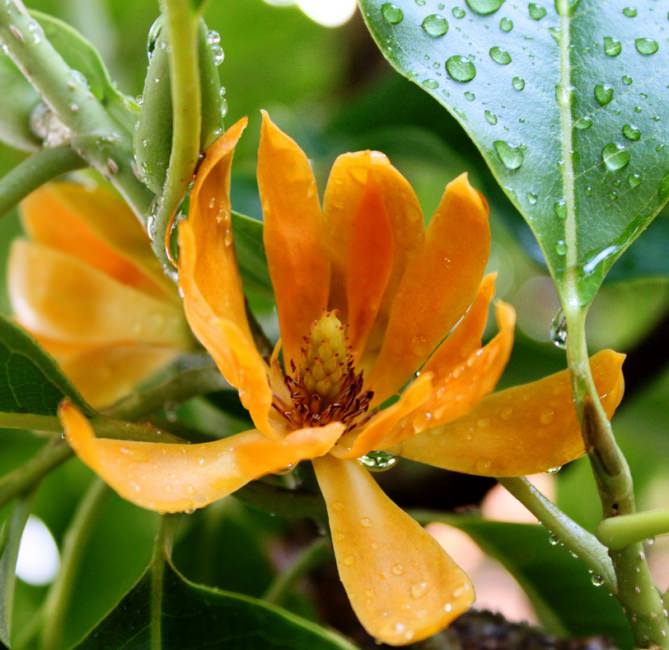 Magnolia champaca - Joy Perfume Tree - Quinta dos Ouriques