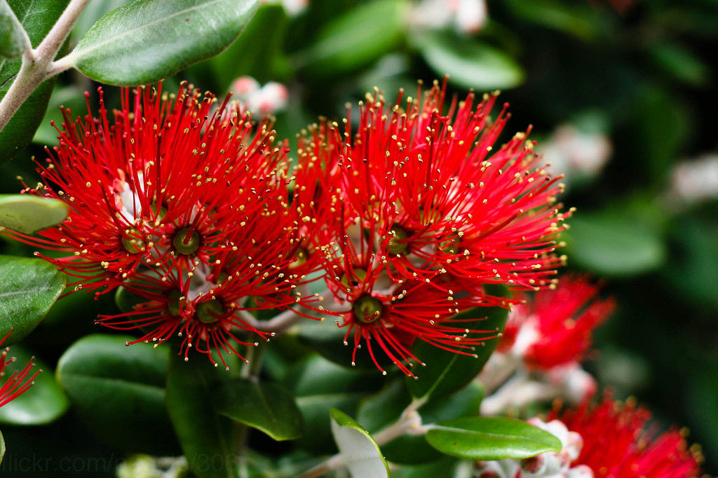 Metrosideros excelsa - Metrosidero, fire tree, pohutokawa (in maori ...