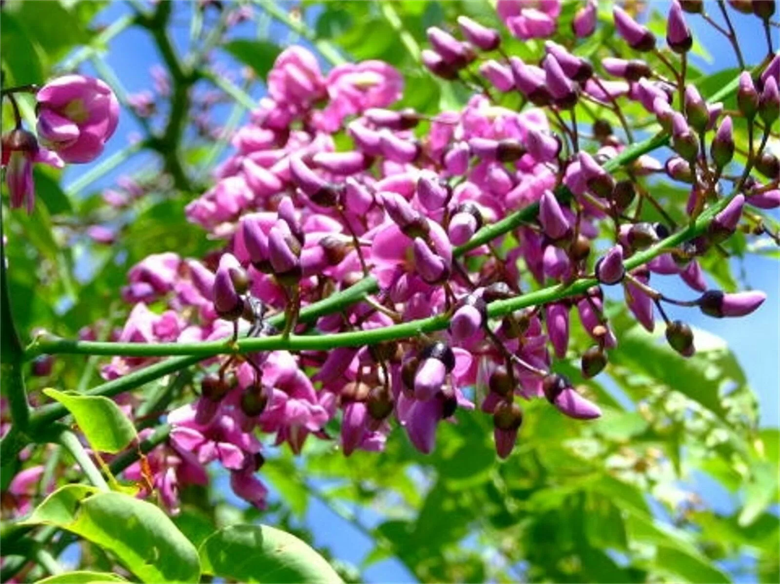 Millettia pinnata / Pongamia pinnata - Indian Beech Tree, Honge Tree ...