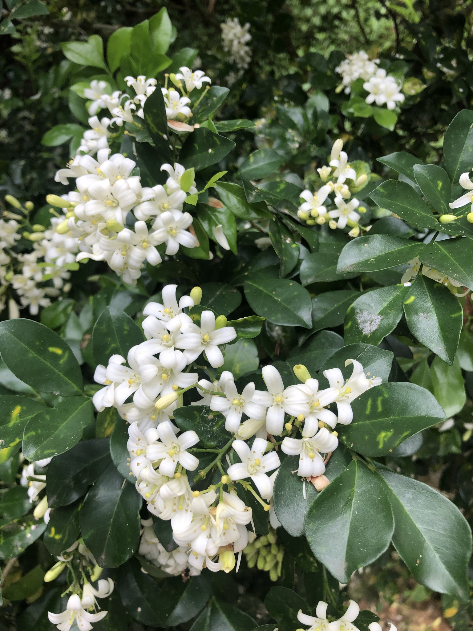 Murraya paniculata / Chalcas paniculata - Orange Jasmine, Orange ...