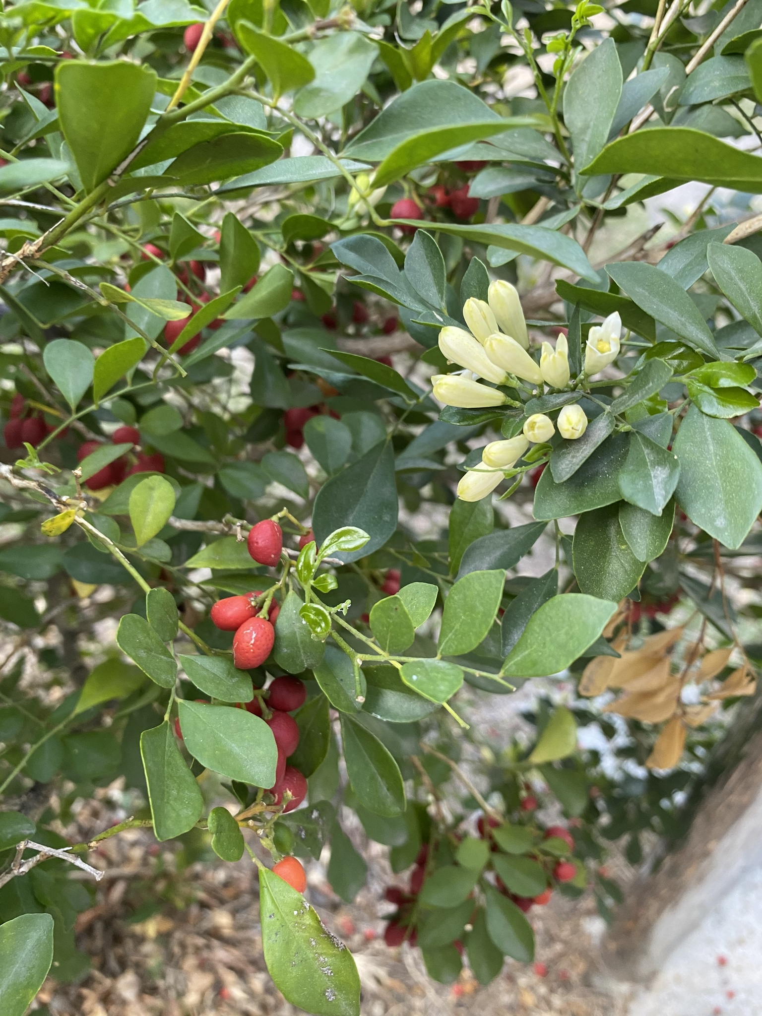 Murraya paniculata / Chalcas paniculata - Orange Jasmine, Orange ...