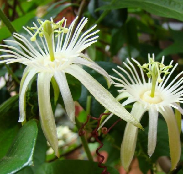 Passiflora capsularis - Vanilla Cream Passionflower Maracuja, Passion ...