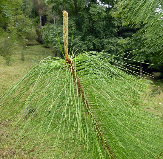 Pinus kesiya (Pinus insularis) - Khasia Pine, Khasi Pine, Benguet Pine ...