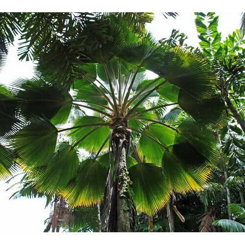 Pritchardia pacifica - Fiji Fan Palm - Quinta dos Ouriques