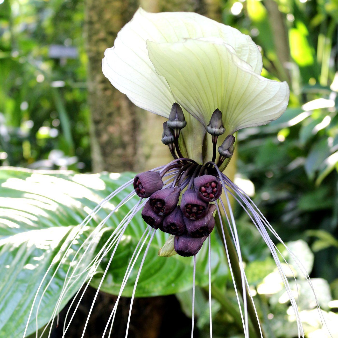 Tacca nivea - White Bat Flower, Bat Head Lily - Quinta dos Ouriques