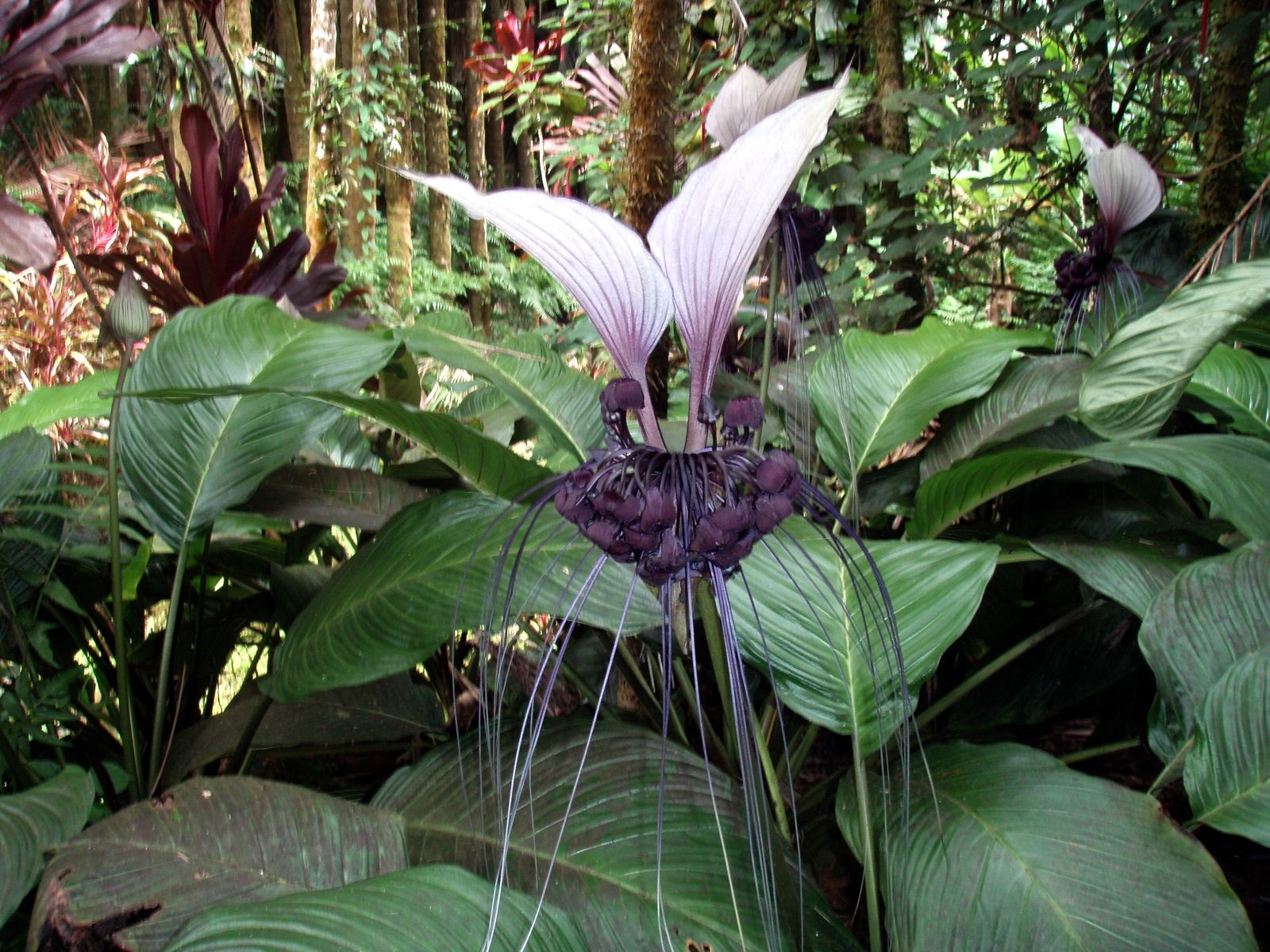 Tacca nivea - White Bat Flower, Bat Head Lily - Quinta dos Ouriques