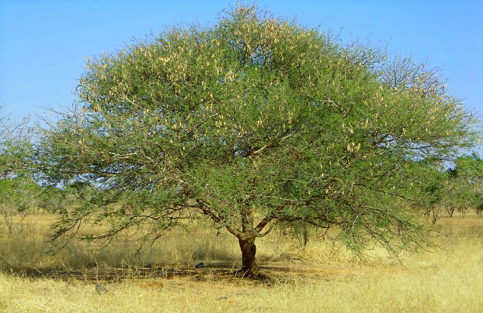 Acacia senegal - Gum Acacia, Gum Arabic Tree, Sudan Gum Arabic, Kher ...