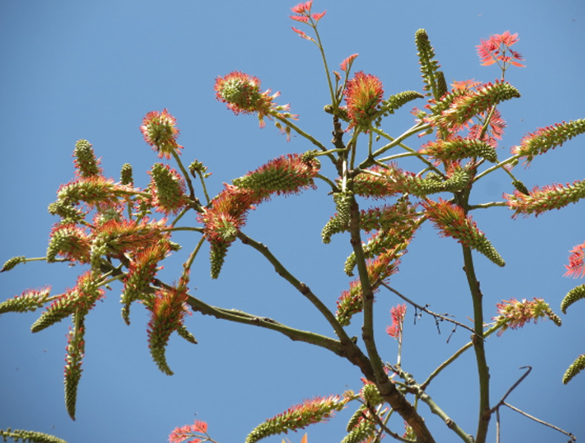Acrocarpus fraxinifolius - Pink Cedar Tree, Kenya Coffeeshade, Shingle ...