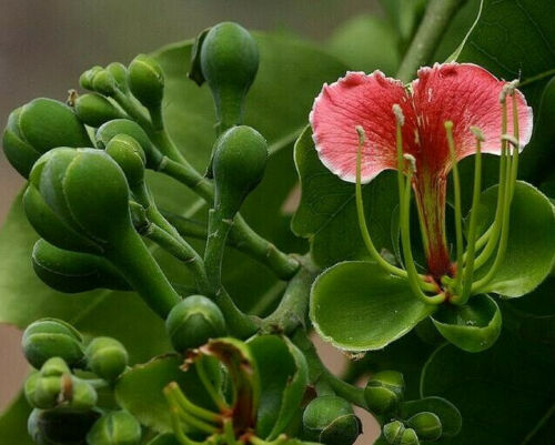 Afzelia quanzensis - Chanfuta, lone tree, lone mogno, hunting amulet ...