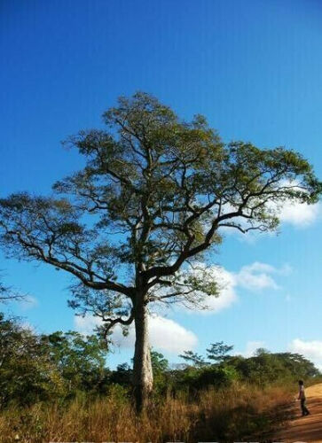 Afzelia quanzensis - Chanfuta, lone tree, lone mogno, hunting amulet ...