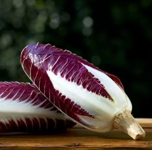 Cichorium intybus 'Rossa Di Treviso' - Purple Italian Endive, Purple ...
