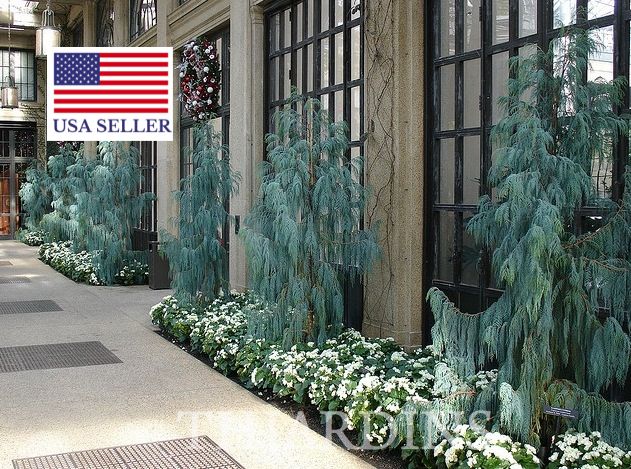 Cupressus cashmeriana - Kashmir cypress, butan cypress, cupressus blue ...