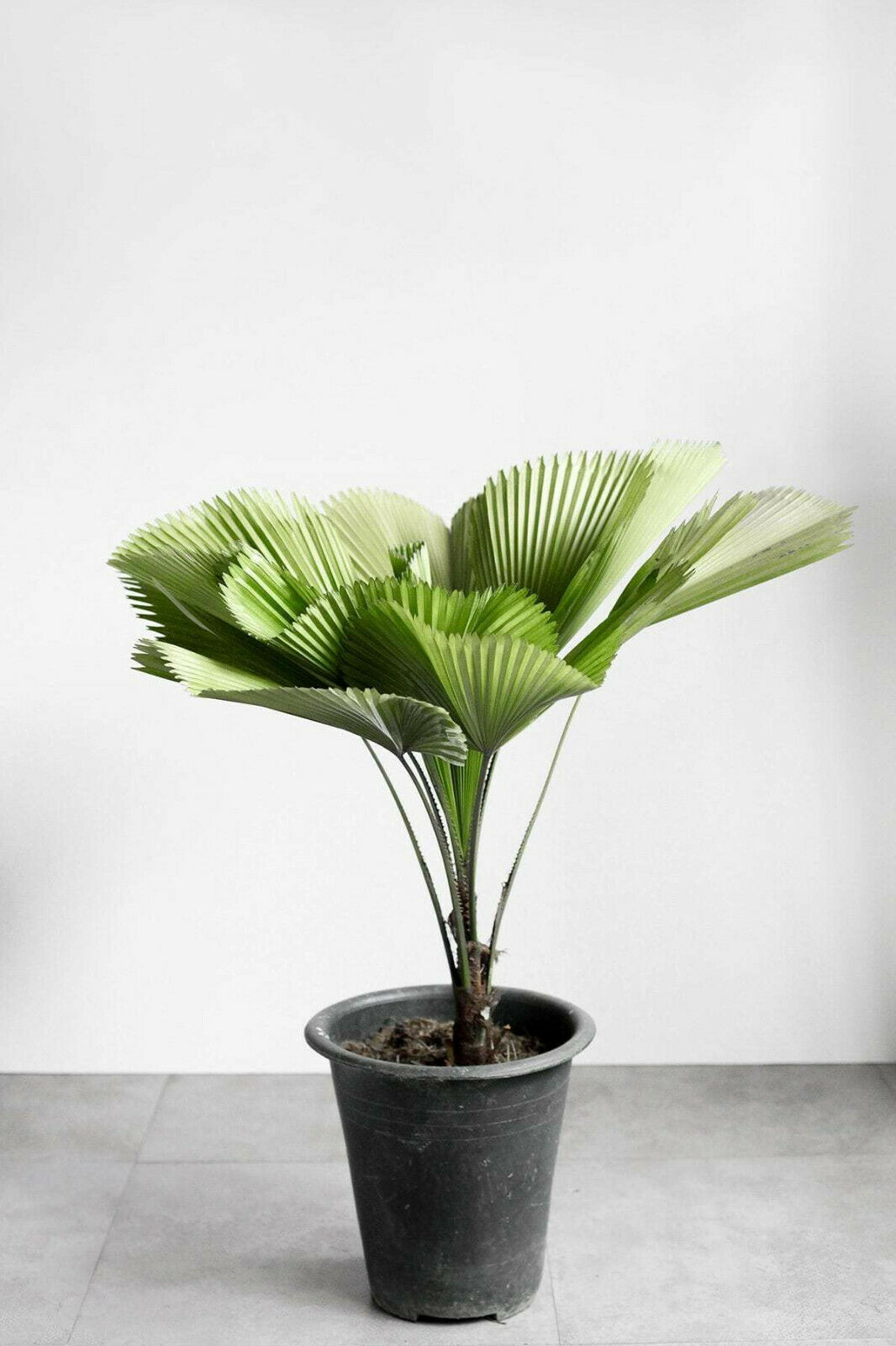 Licuala grandis / Pritchardia grandis - Ruffled Fan Palm, Vanuatu Fan ...