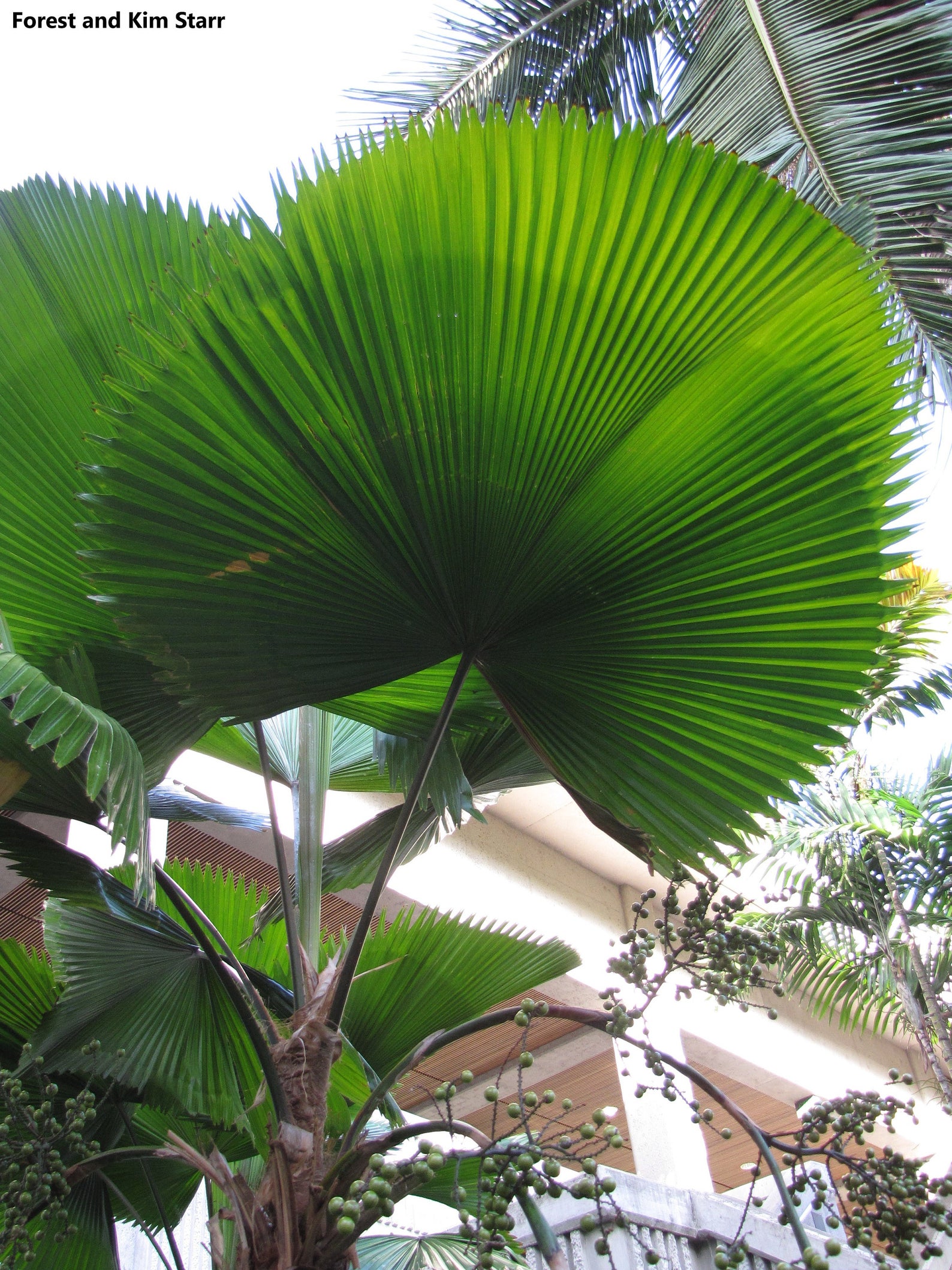 Licuala grandis / Pritchardia grandis - Ruffled Fan Palm, Vanuatu Fan ...