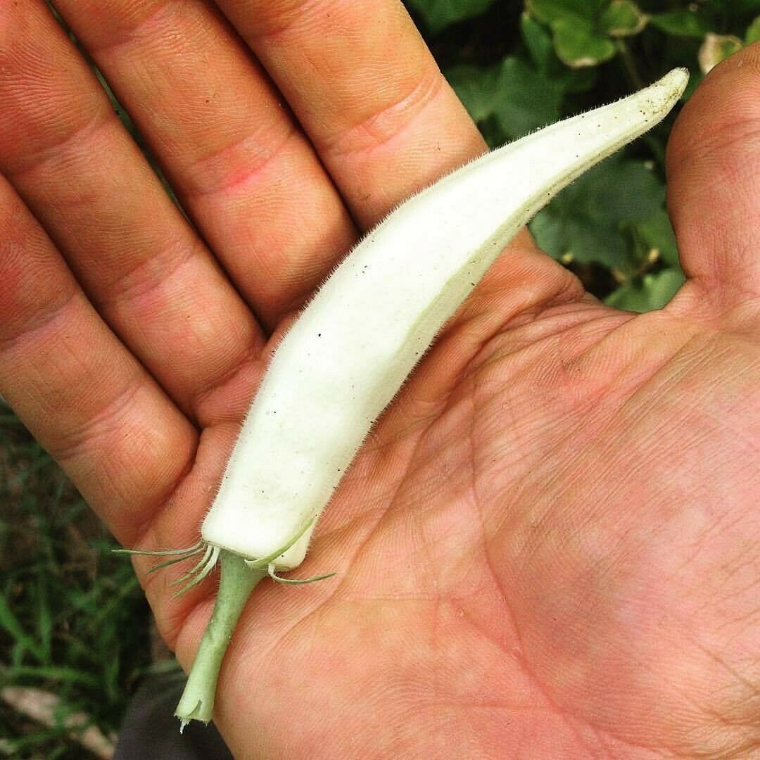 Abelmoschus esculentus 'White Velvet' / Hibiscus esculentus - White ...