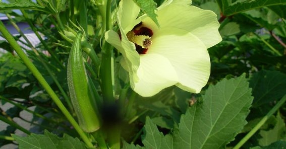Abelmoschus moschatus - Musk Mallow, Ornamental Okra - Quinta dos Ouriques