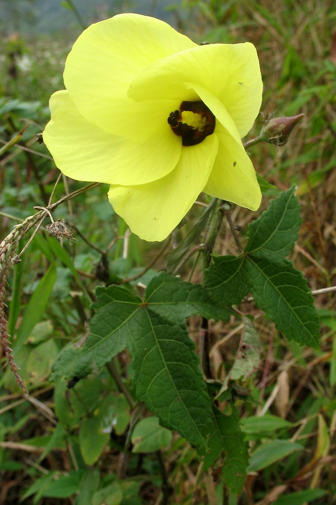 Abelmoschus moschatus - Musk Mallow, Ornamental Okra - Quinta dos Ouriques
