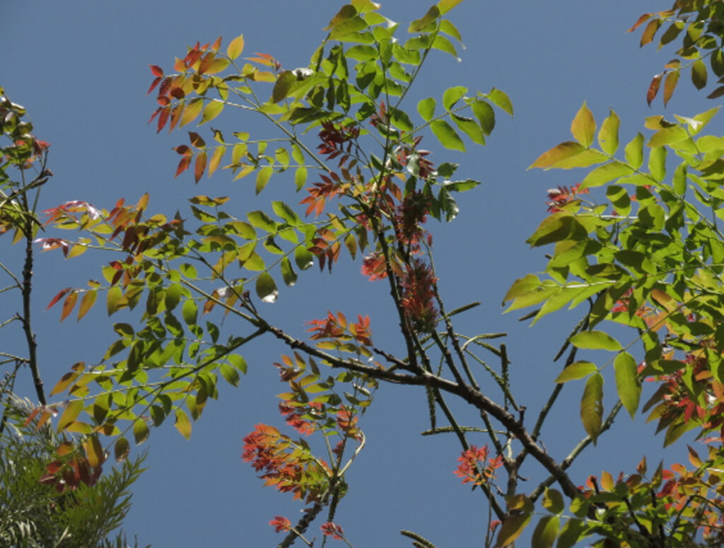 Acrocarpus fraxinifolius - Pink Cedar Tree, Kenya Coffeeshade, Shingle ...