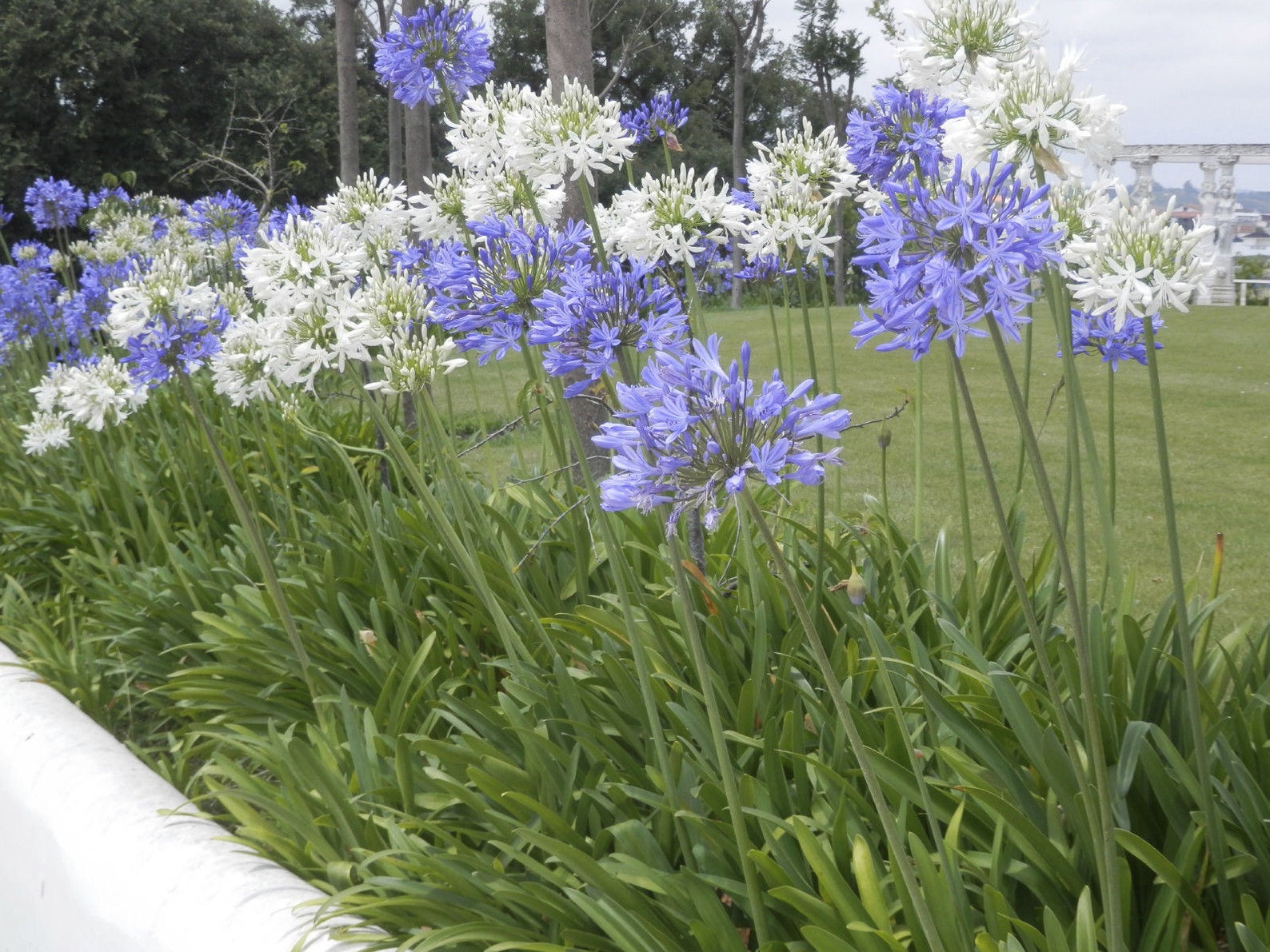 Agapanthus praecox subsp. orientalis - Agapanthus Alba, White Lily of ...