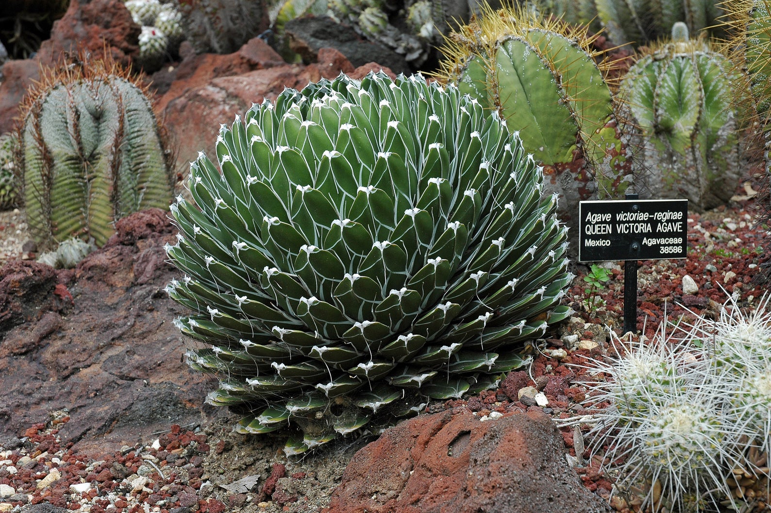 Agave victoriae-reginae subsp. victoriae-reginae - Queen Victoria Agave ...