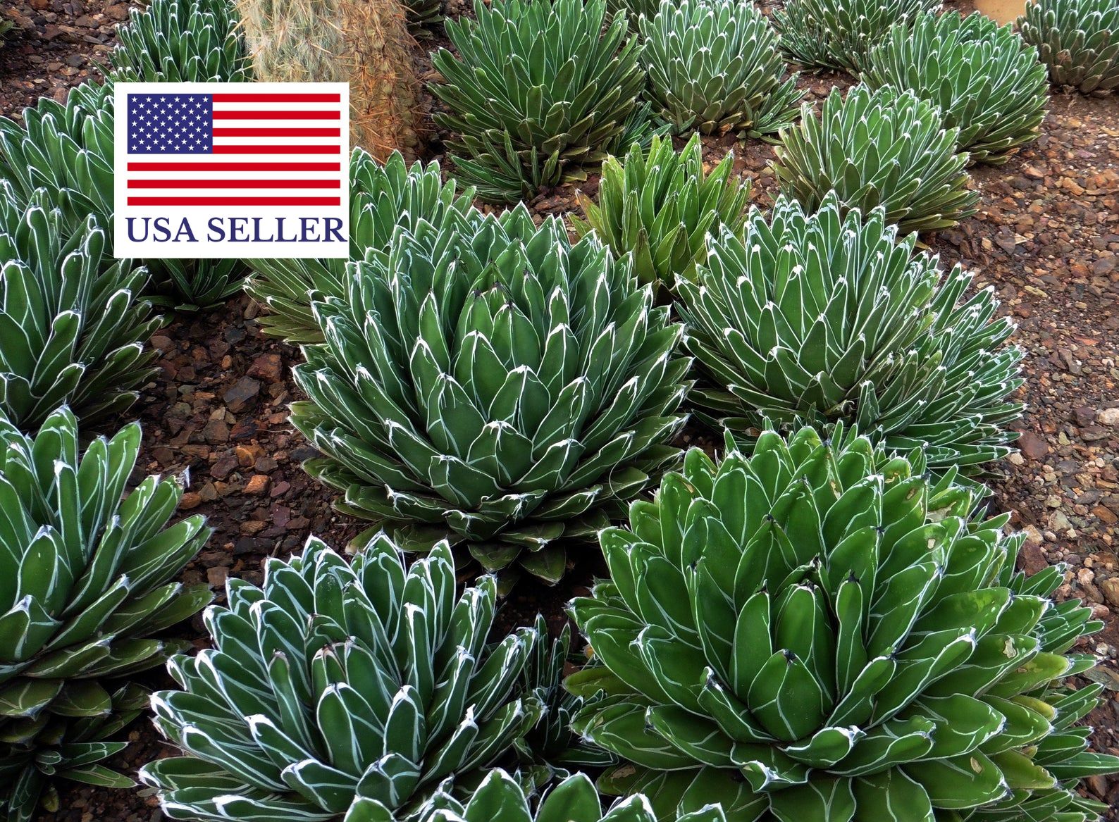 Agave victoriae-reginae subsp. victoriae-reginae - Queen Victoria Agave ...