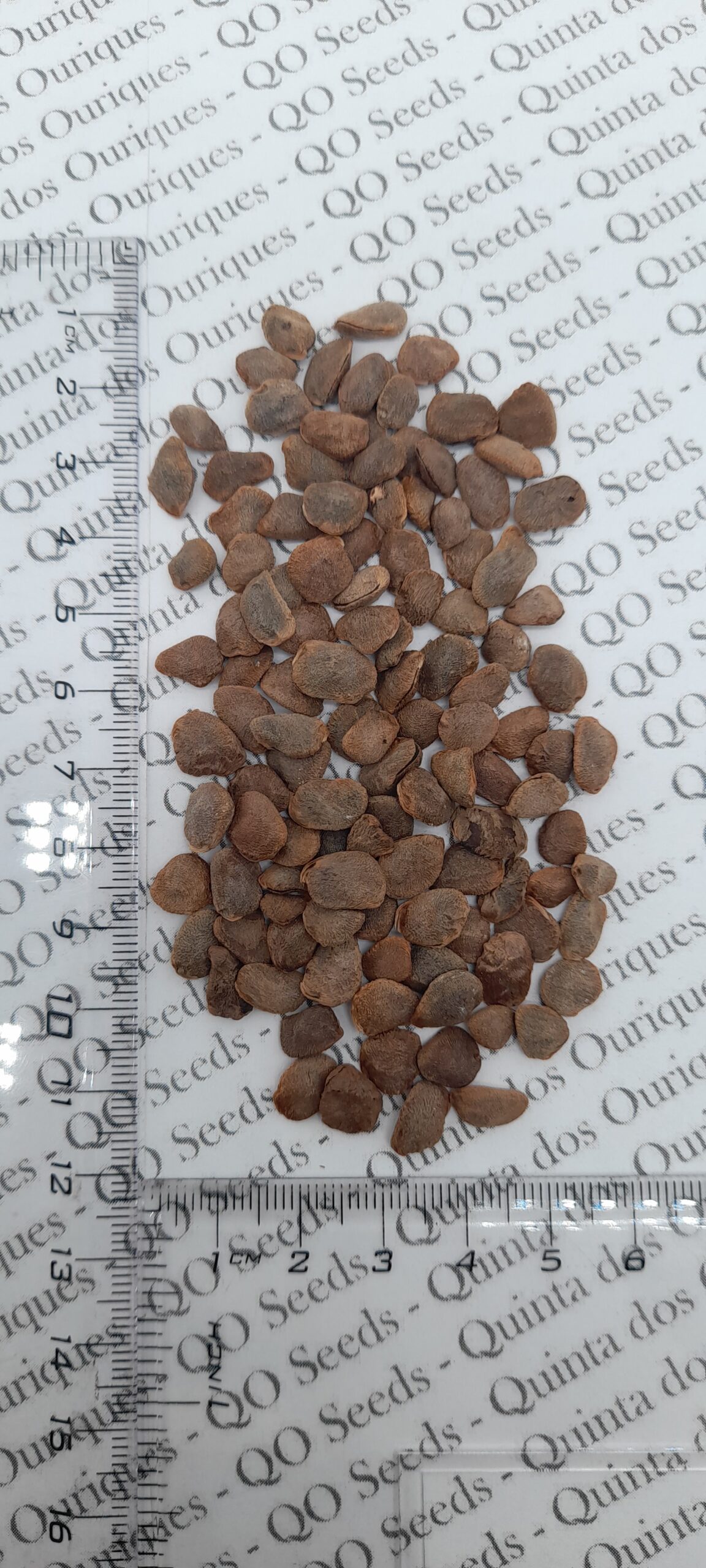 Alibertia patinoi / Borojoa patinoi - Borojó, Borojo - Quinta dos Ouriques