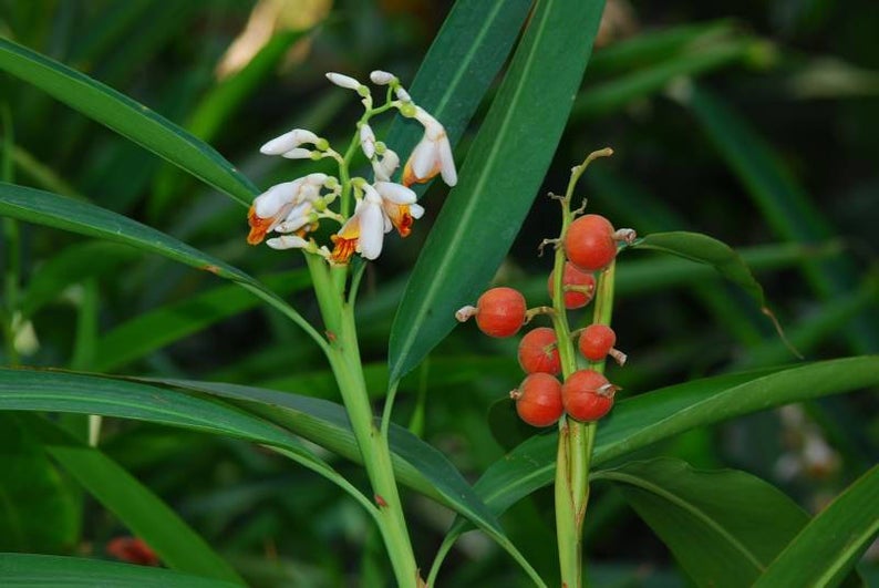 Alpinia galanga - Thai Galangal - Quinta dos Ouriques