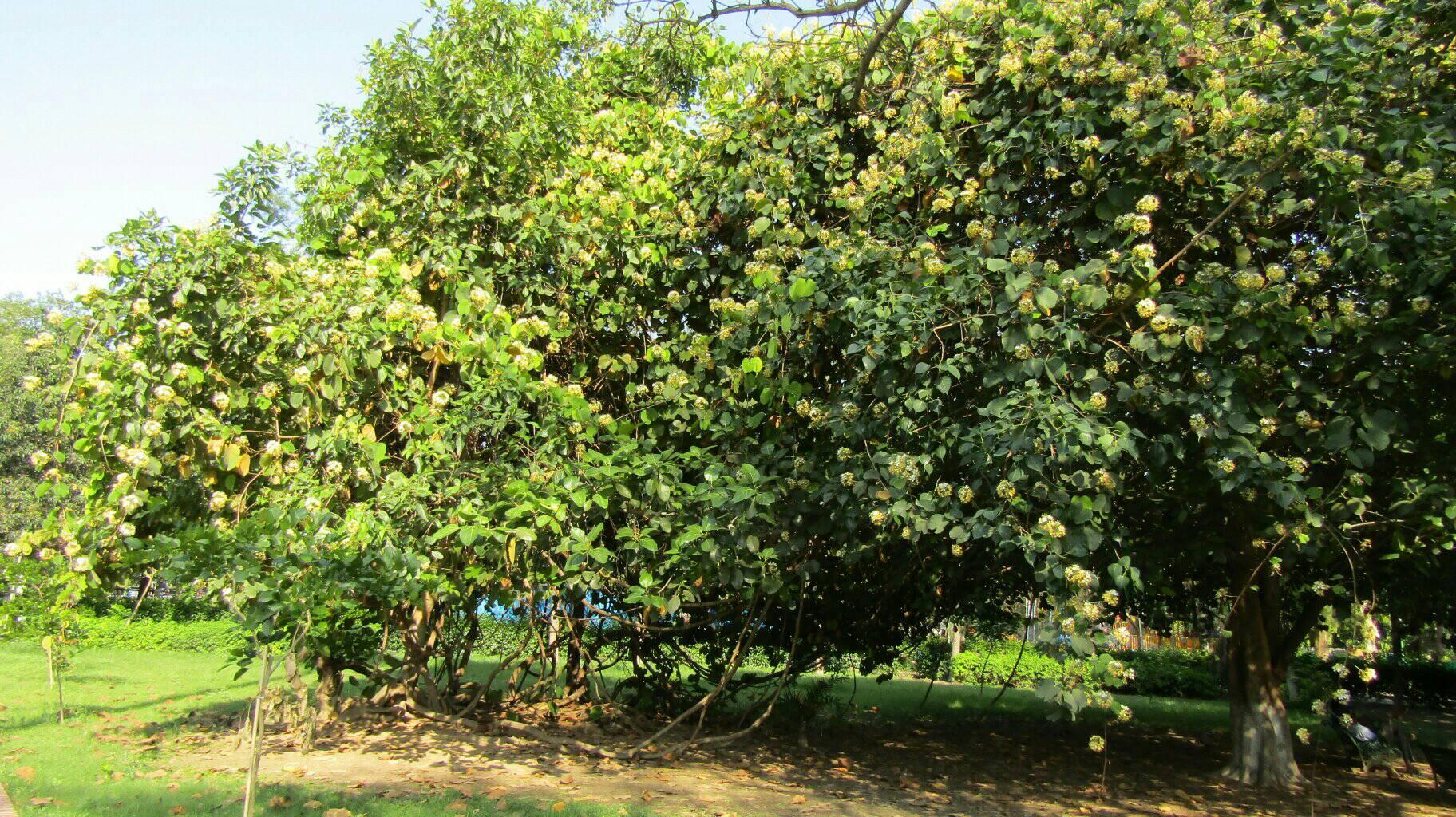 Bauhinia vahlii - Malu Creeper, Adda Leaf, Pahur Camels Foot Creeper ...