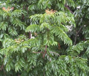 Chukrasia tabularis - White cedar, Indian mahogany, Indian sequoia ...