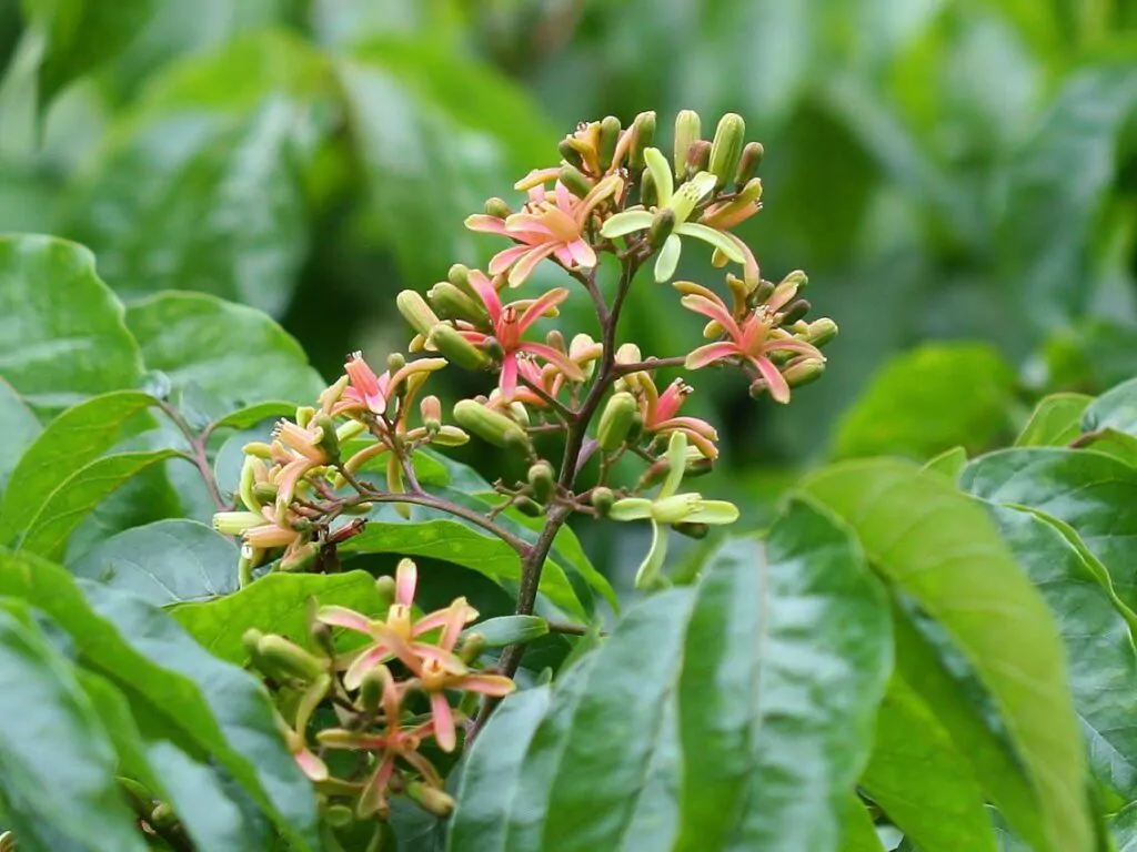 Chukrasia tabularis - White cedar, Indian mahogany, Indian sequoia ...