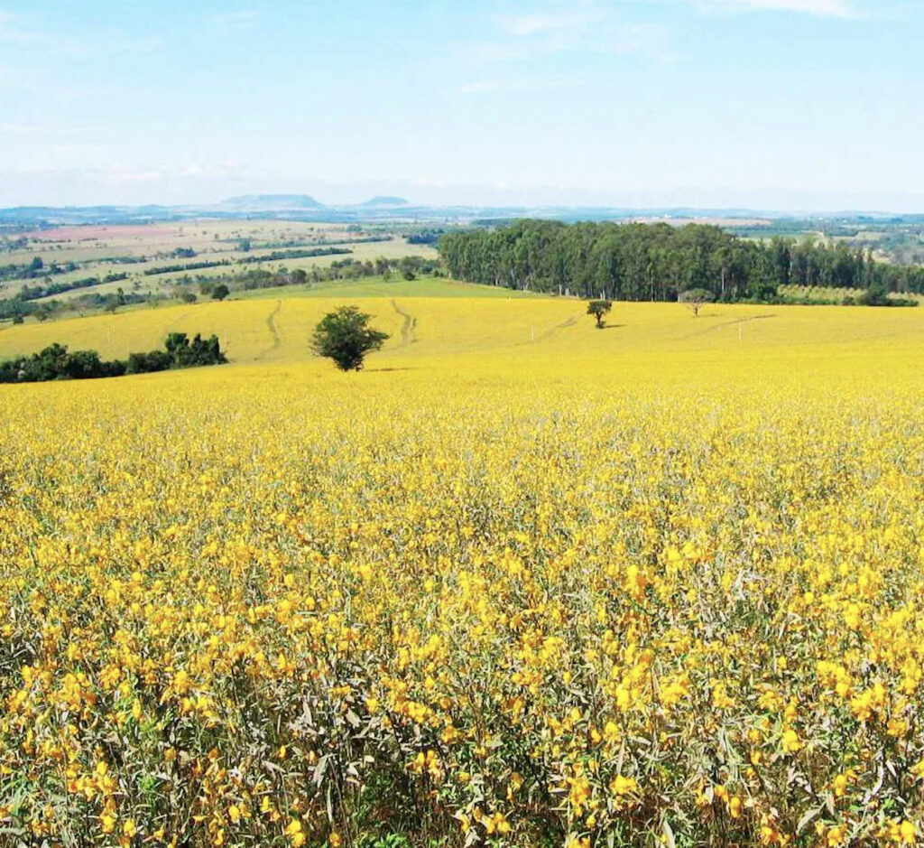 Crotalaria spectabilis - Rattlebox, Showy Crotalaria, Showy Rattlebox ...