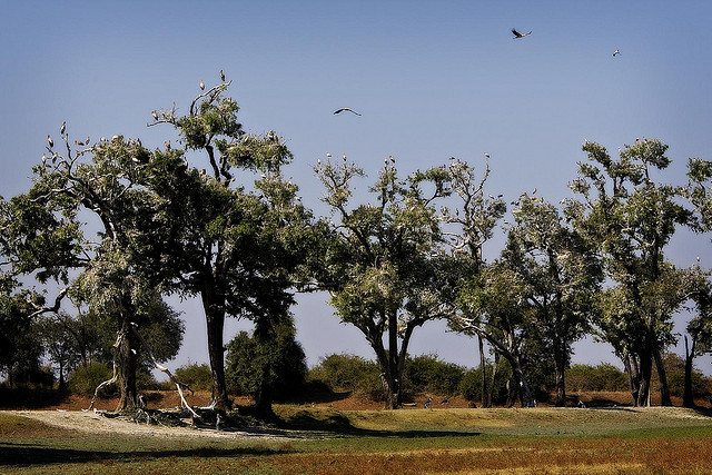 Dalbergia melanoxylon - African ebony, mpingo, african blackwood ...