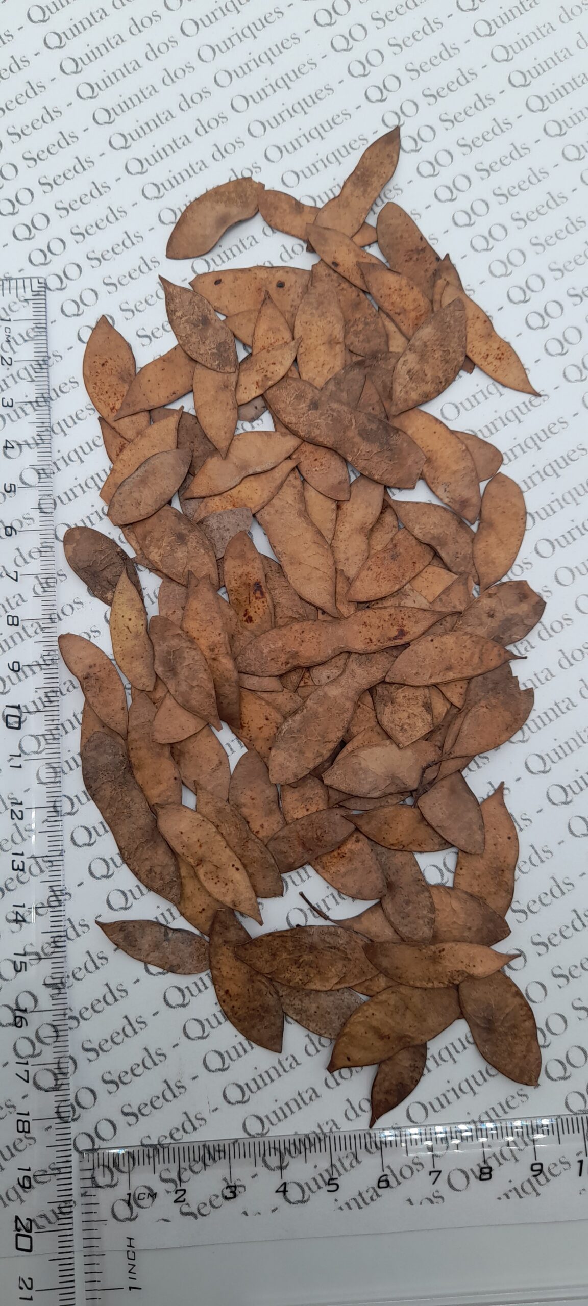 Dalbergia melanoxylon - African ebony, mpingo, african blackwood ...