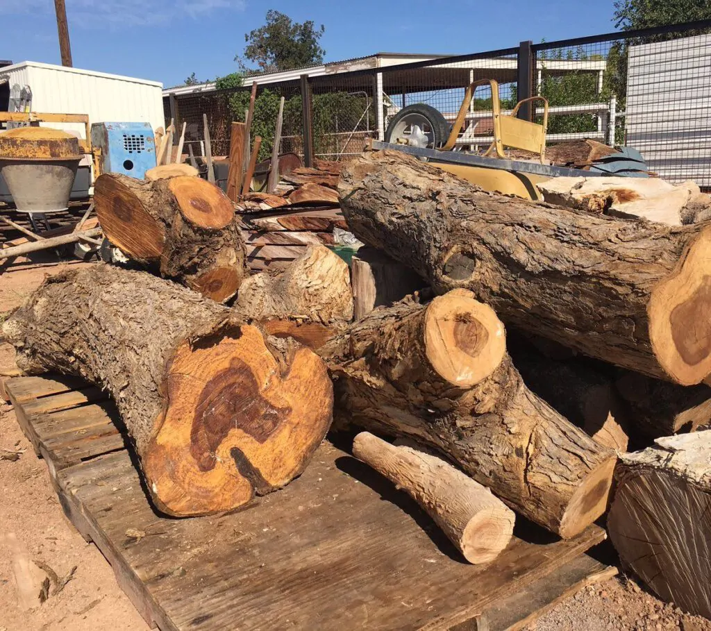 Dalbergia sissoo - shisham jacaranda, sheesham wood, shisham wood ...