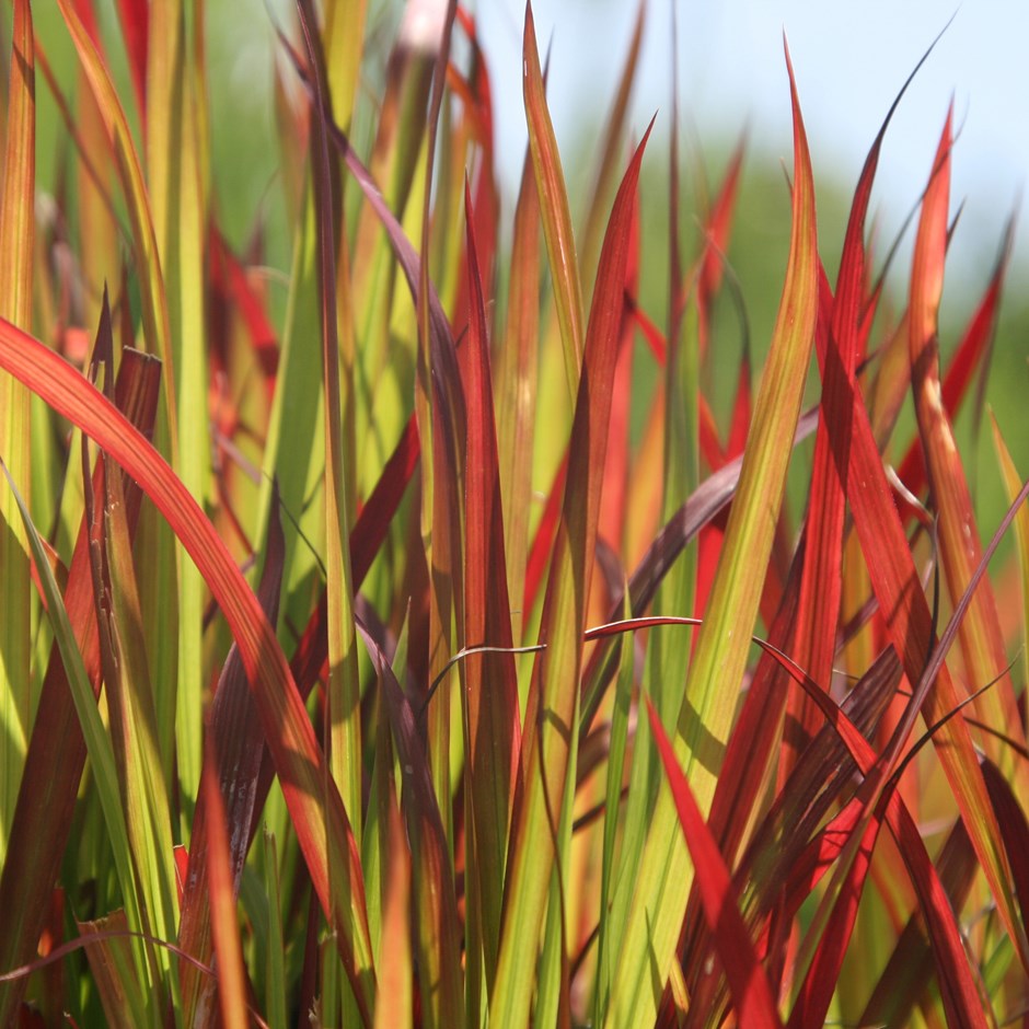 Imperata cylindrica / Lagurus cylindricus / Imperata arundinacea ...