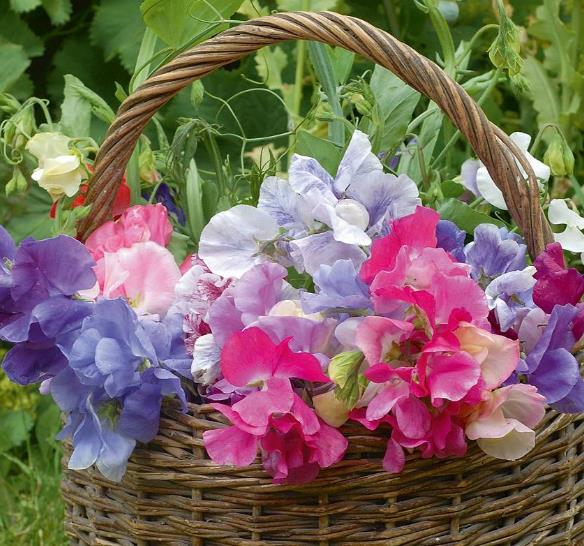 Lathyrus odoratus 'Cupid' Mixed - Sweet pea, Pink Cupid Dwarf - Quinta ...