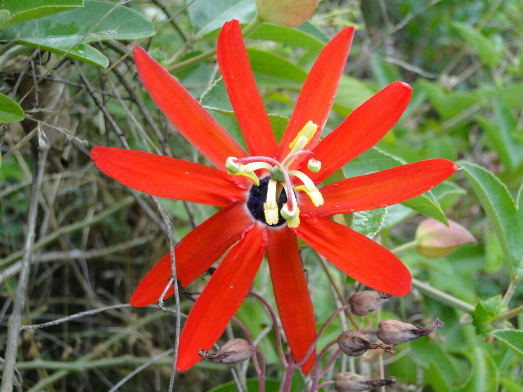 Passiflora manicata - Red Passionflower Maracuja - Quinta dos Ouriques