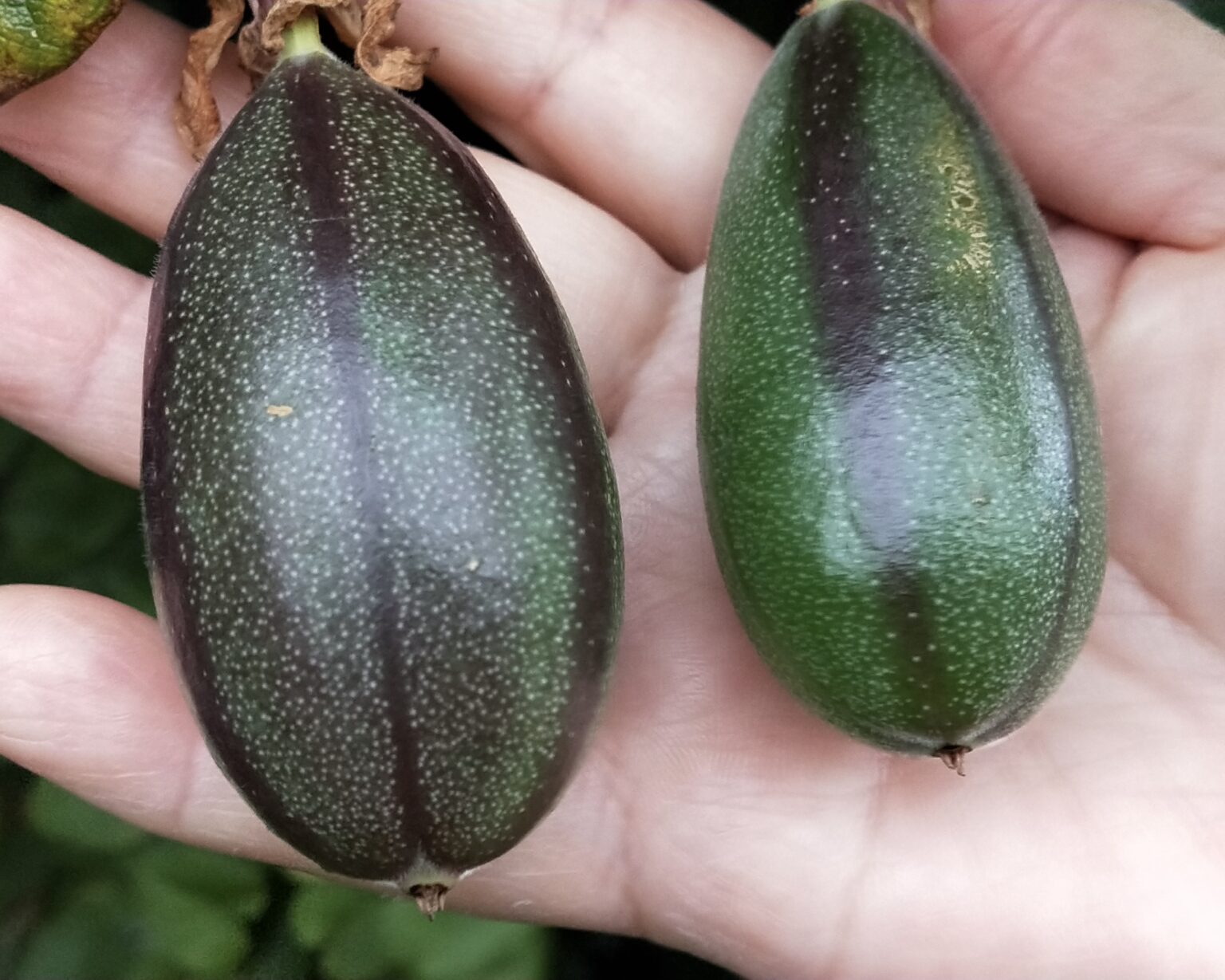 Passiflora tripartita var. azuayensis - Passionflower Maracuja Banana ...