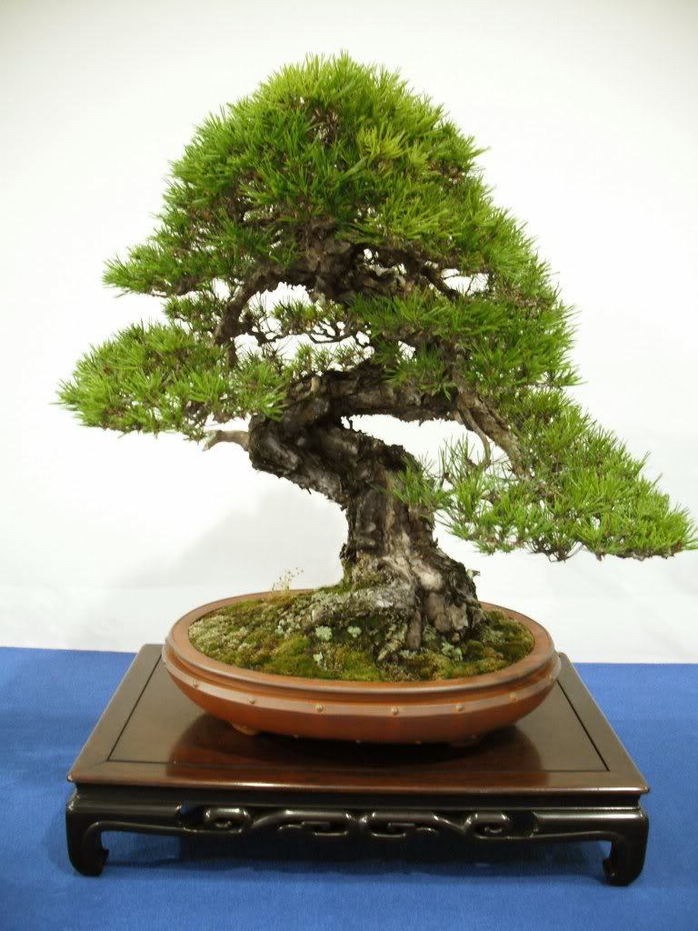 Pinus densiflora - Red japanese pine tree, japanese red pine, akamatsu ...