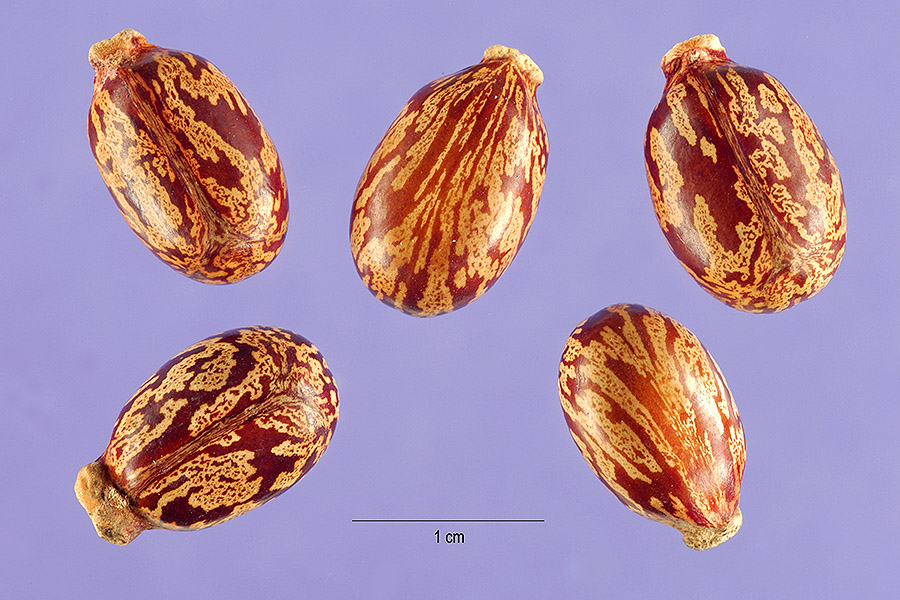 Castor Bean Varieties